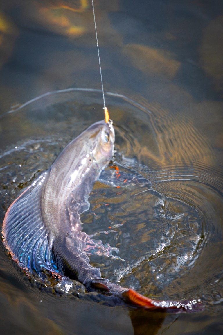 Fish Pics – Camp Grayling