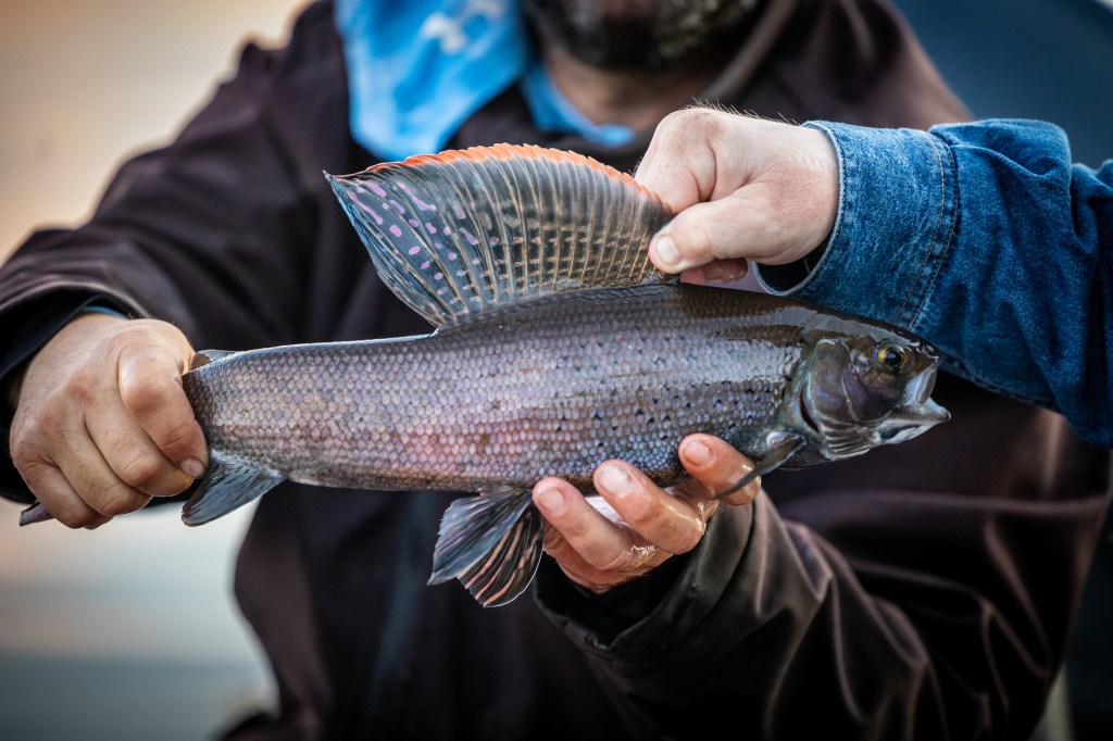 Fish Pics – Camp Grayling