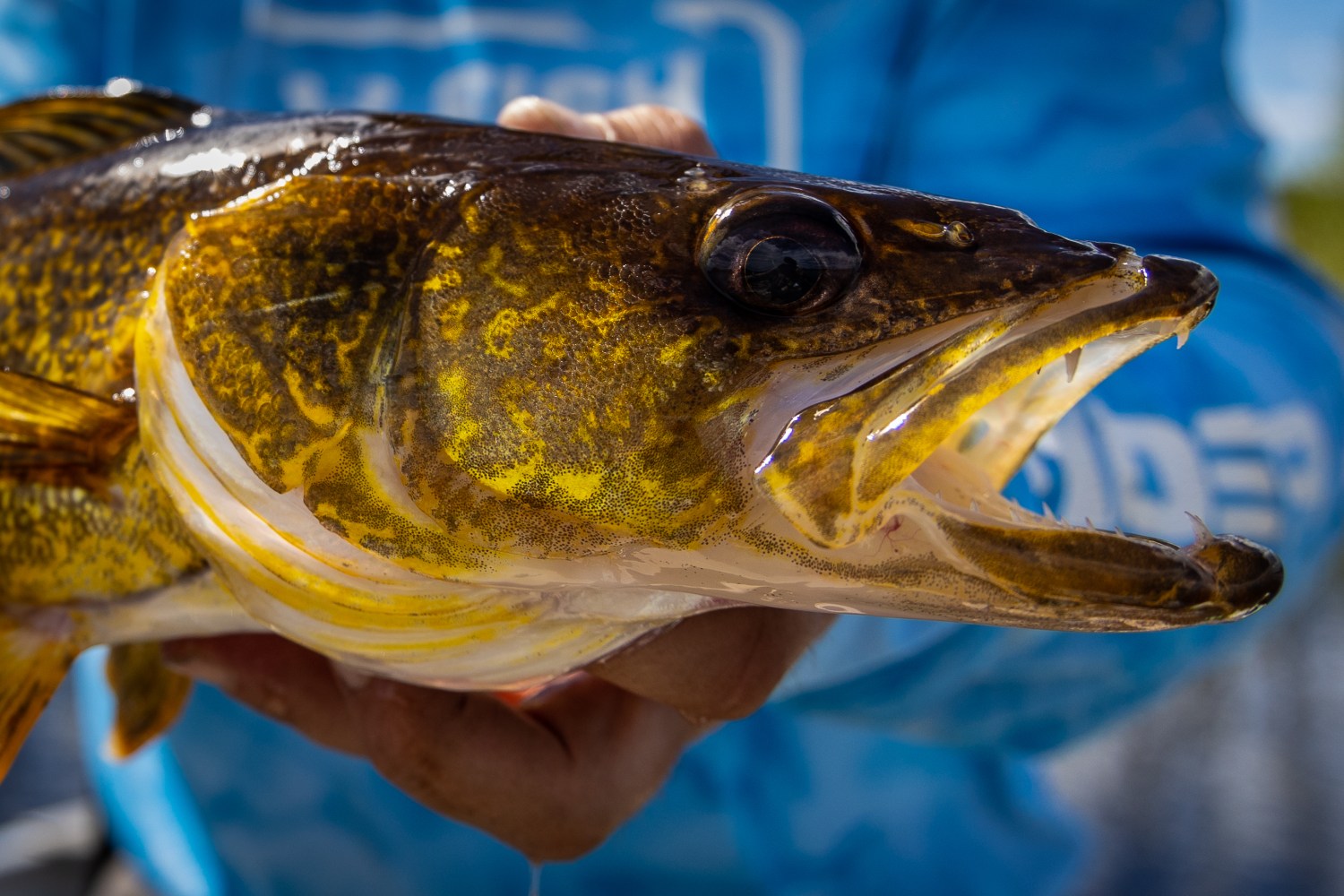 cg-walleye-head-close-up – Camp Grayling